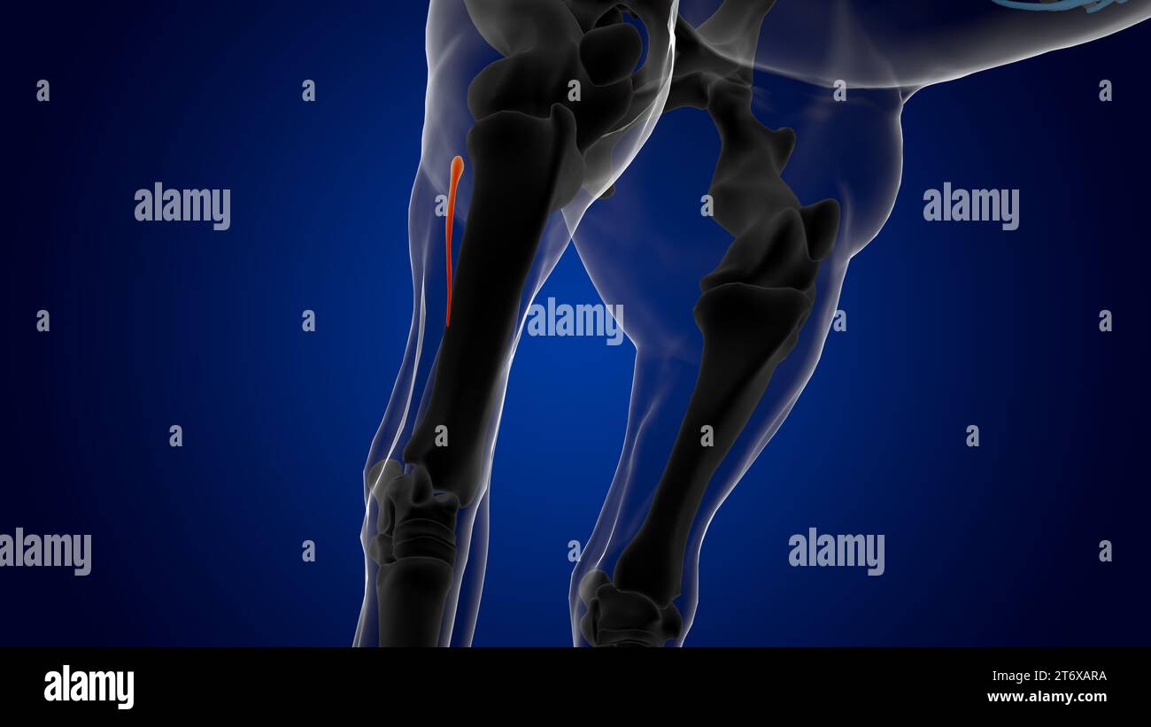 Fibula bone horse skeleton anatomy for medical concept 3D Rendering ...