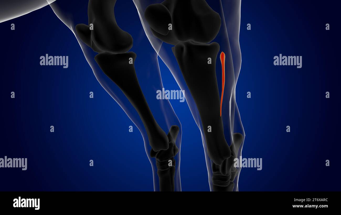 Fibula bone horse skeleton anatomy for medical concept 3D Rendering ...