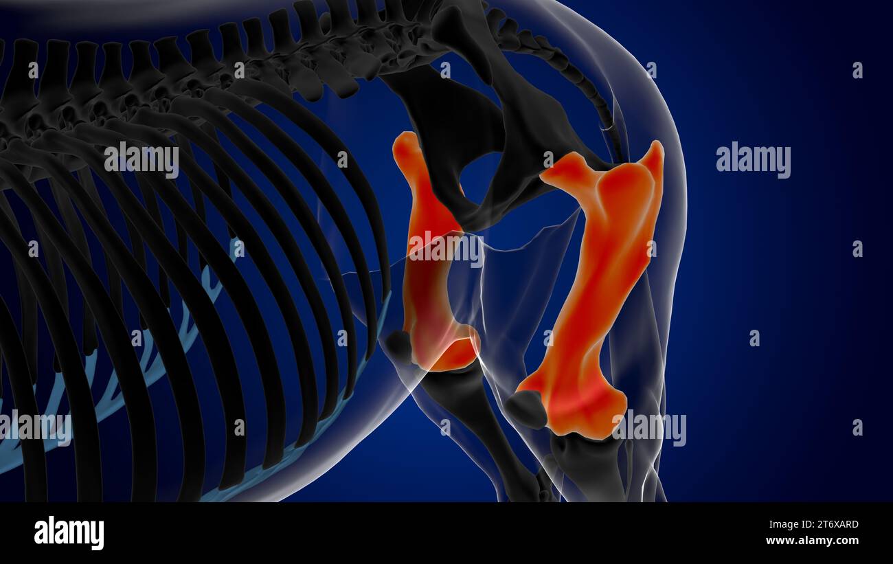Femur bone horse skeleton anatomy for medical concept 3D Rendering ...