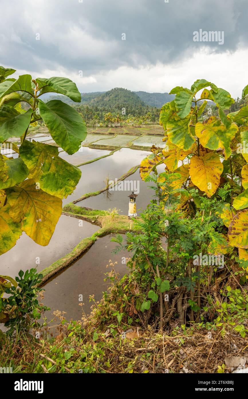 Rice terrace view in Blimbing and Pupuan. Beautiful rolling fields in ...