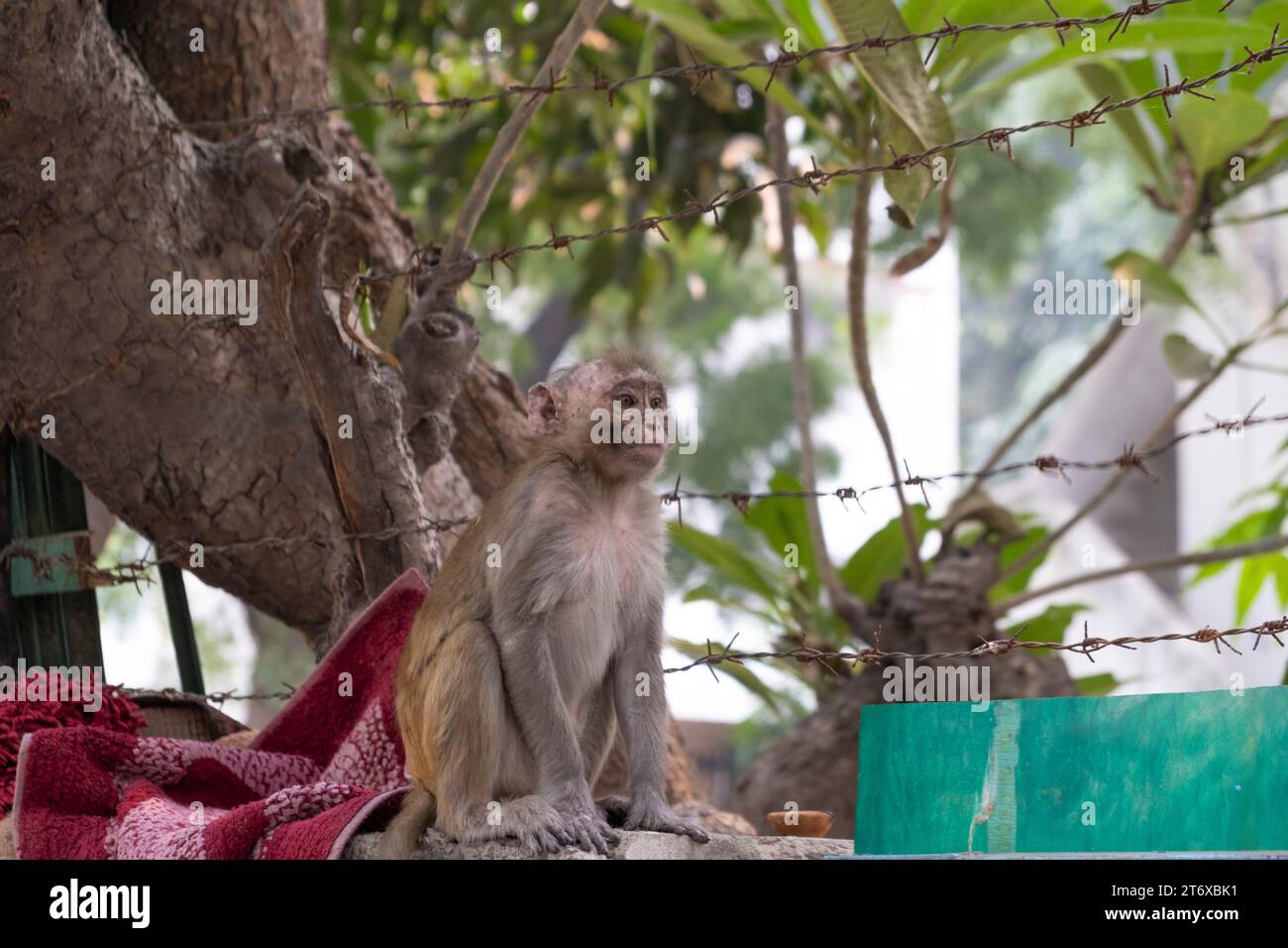 Sick looking monkey hi-res stock photography and images - Alamy