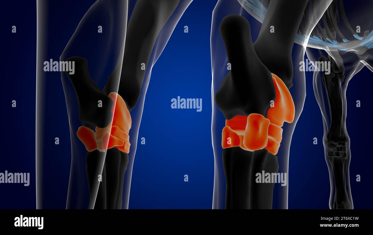 Tarsals bones horse skeleton anatomy for medical concept 3D Rendering ...