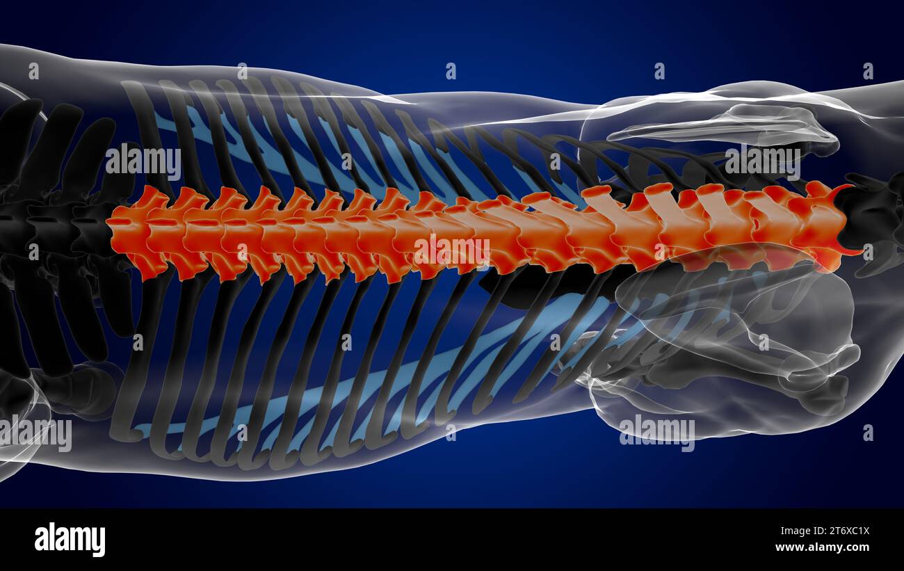 thoracic vertebrae horse skeleton anatomy for medical concept 3D ...