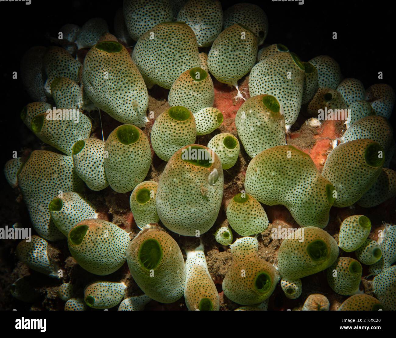 coral detail macro picture. Coral reef underwater life close-up ...
