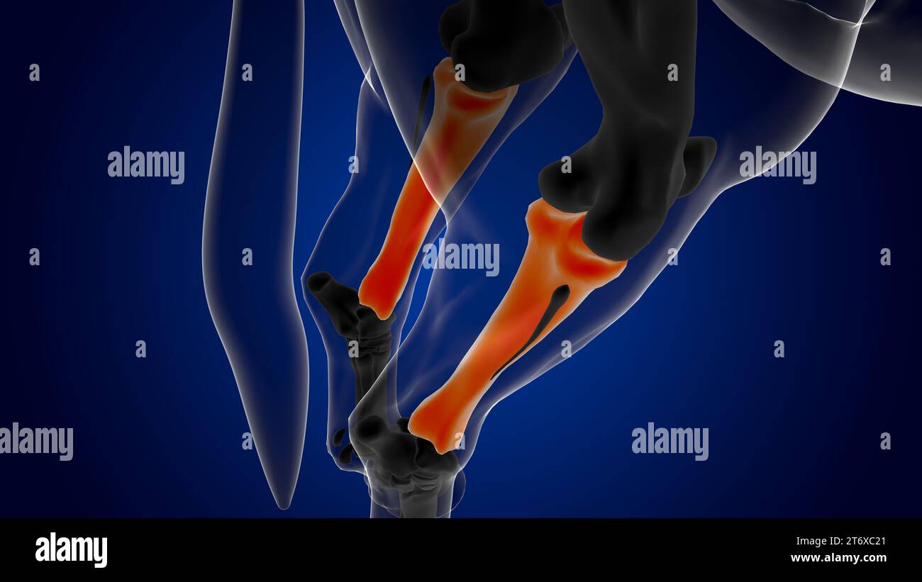 Tibia bone horse skeleton anatomy for medical concept 3D Rendering ...