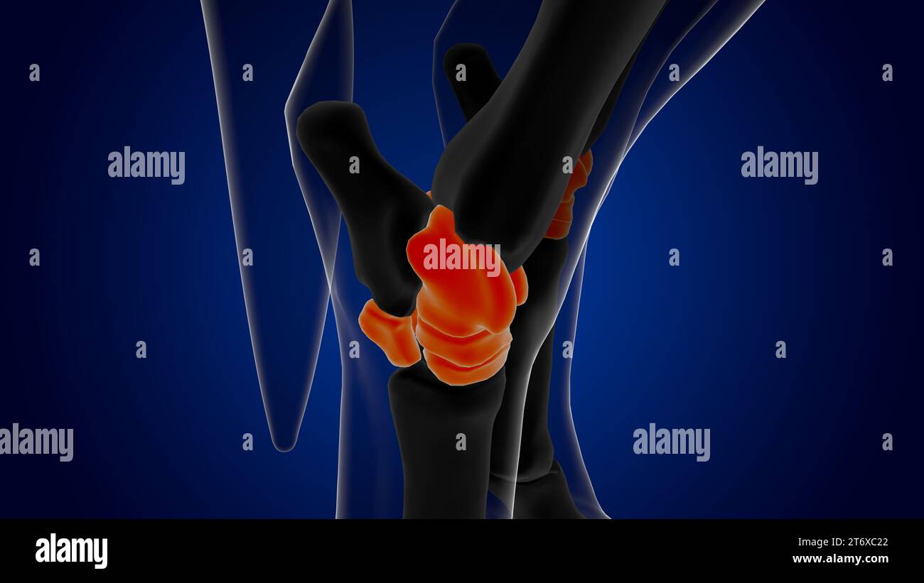 Tarsals bones horse skeleton anatomy for medical concept 3D Rendering ...