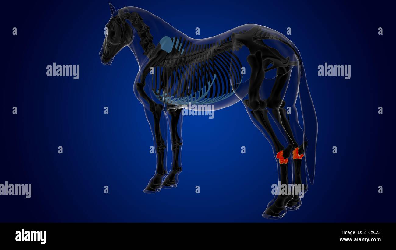 Tarsals bones horse skeleton anatomy for medical concept 3D Rendering ...