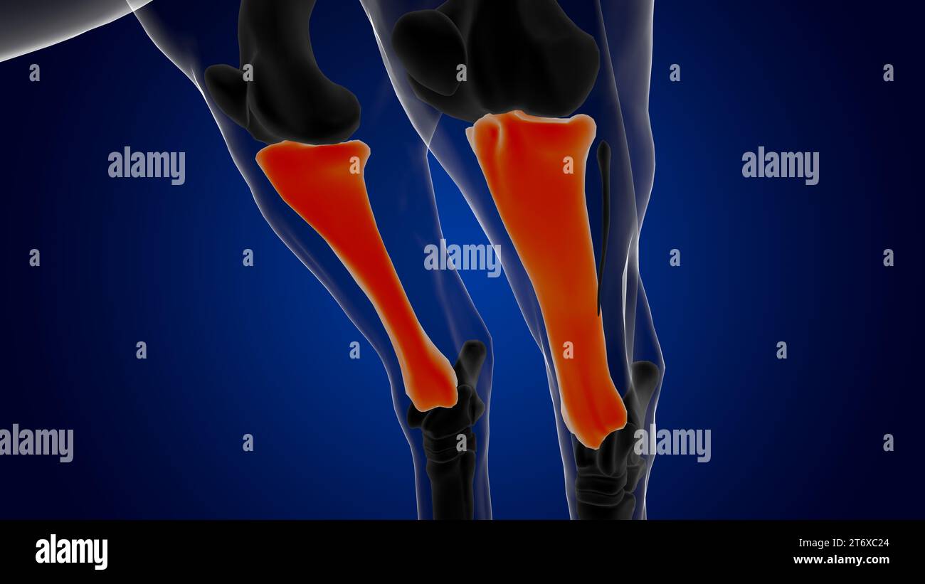 Tibia bone horse skeleton anatomy for medical concept 3D Rendering ...
