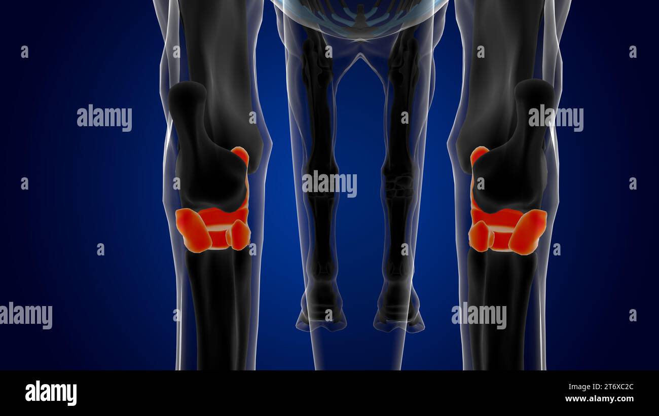 Tarsals bones horse skeleton anatomy for medical concept 3D Rendering ...
