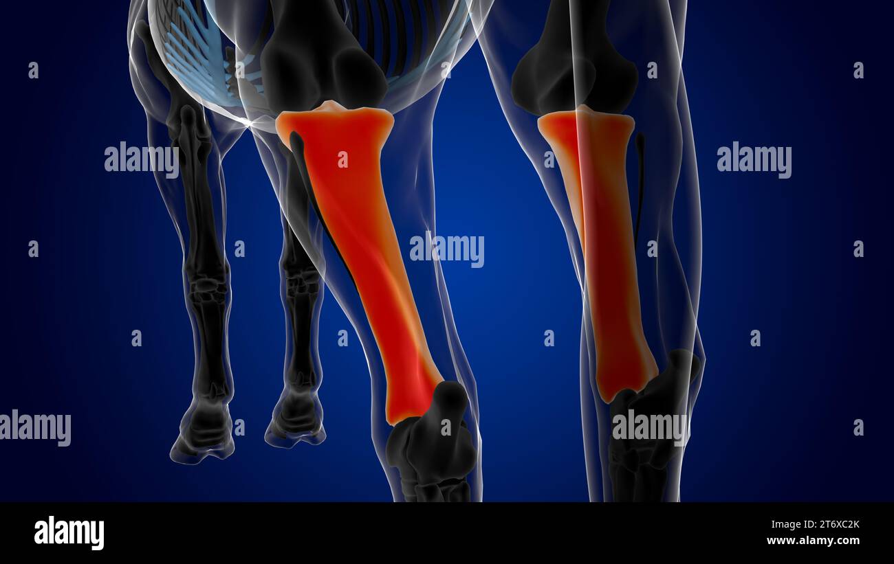Tibia bone horse skeleton anatomy for medical concept 3D Rendering ...