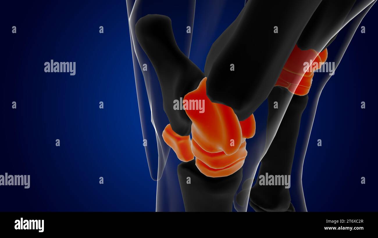 Tarsals bones horse skeleton anatomy for medical concept 3D Rendering ...