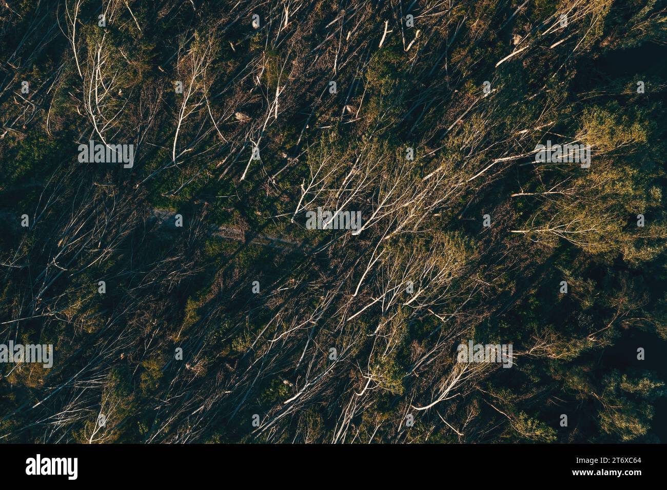 Aerial shot of devastated forest landscape after supercell storm in ...