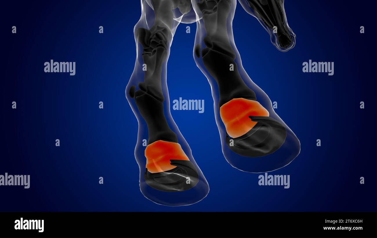 Short pastern bone horse skeleton anatomy for medical concept 3D ...
