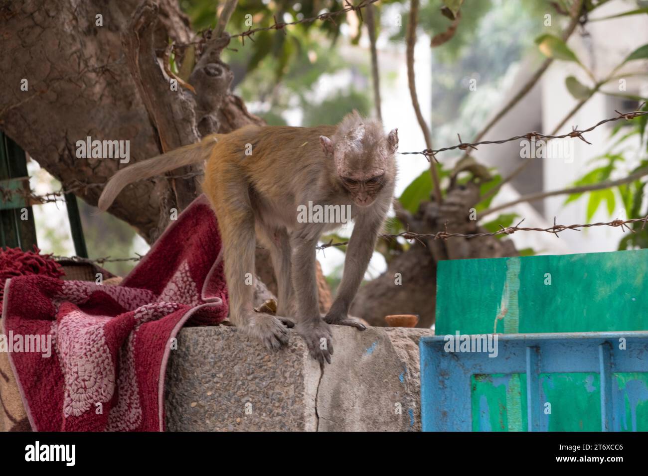Bald monkey hi-res stock photography and images - Alamy