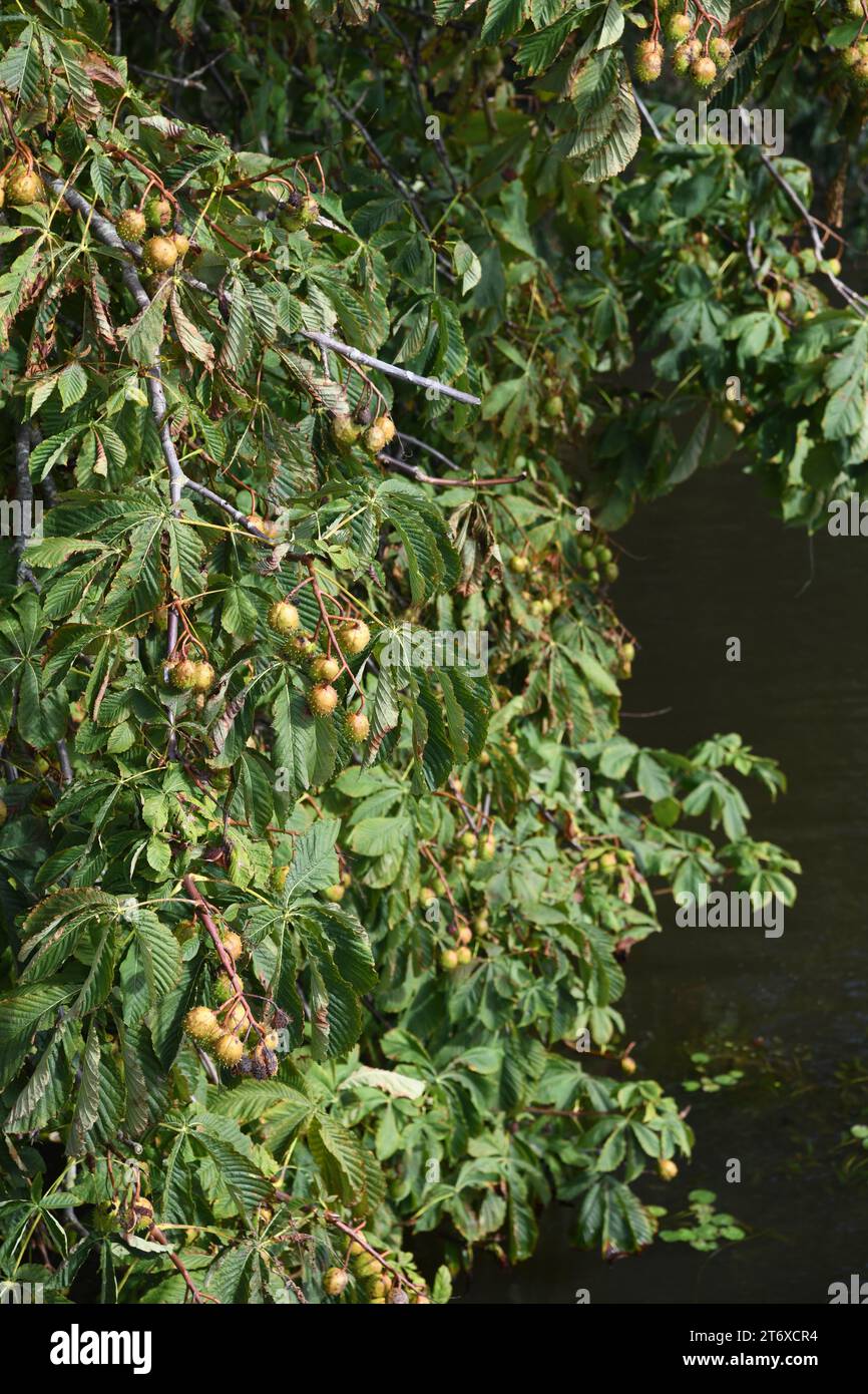 Horse Chestnut trees Stock Photo - Alamy