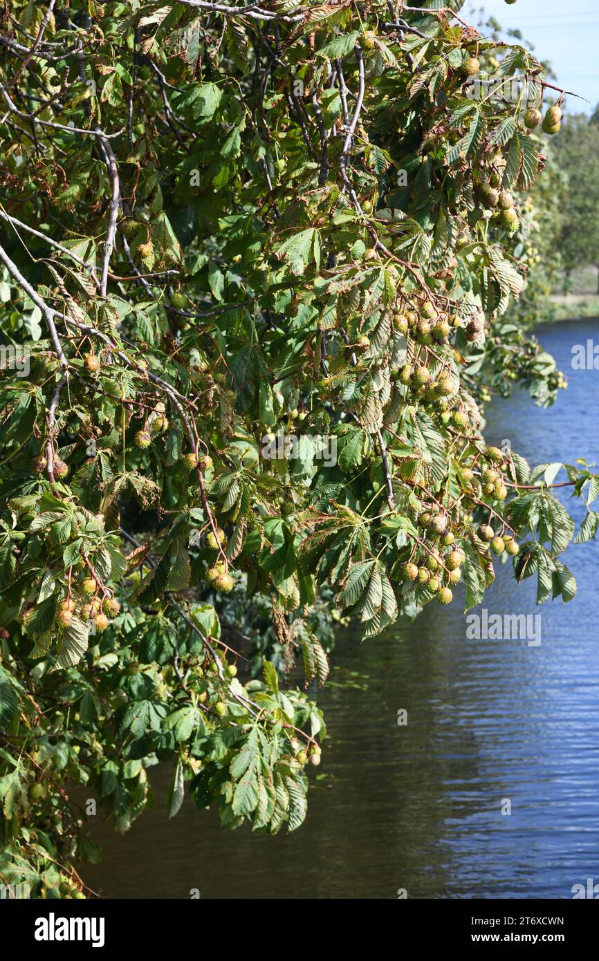 Horse Chestnut trees Stock Photo - Alamy