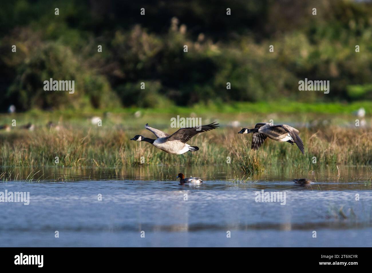 Canada Goose, Branta canadensis birds in flight over Marshes Stock ...
