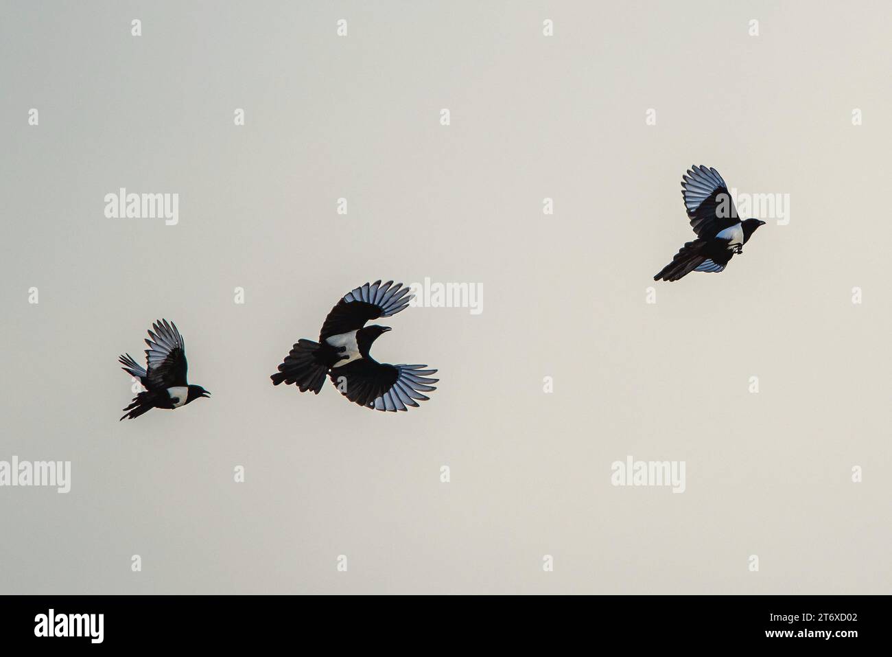 Eurasian Magpie, Pica pica, birds in flight Stock Photo - Alamy