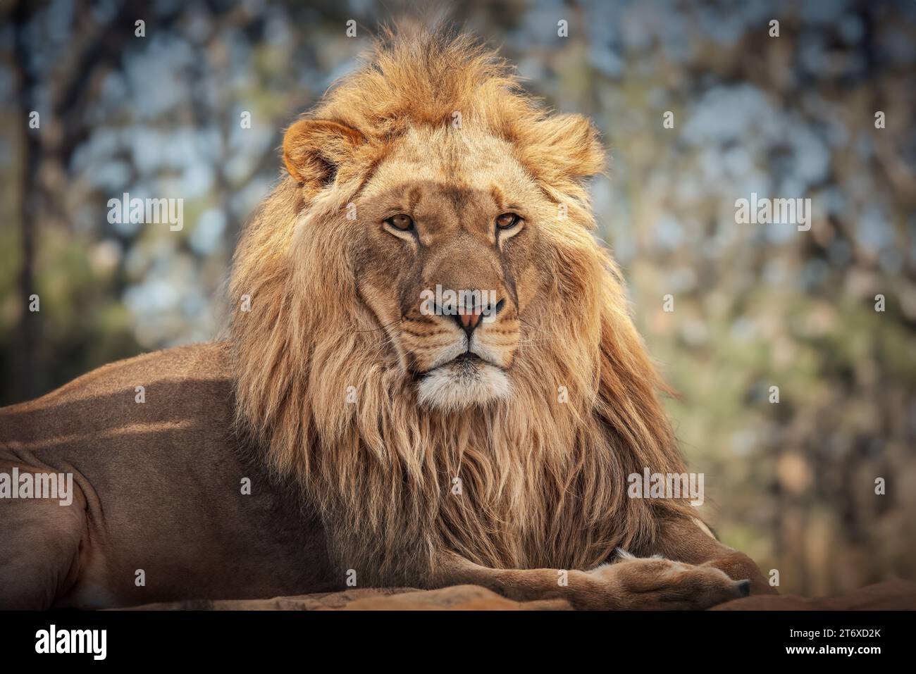 Lion king wildlife African predator outdoor Stock Photo - Alamy