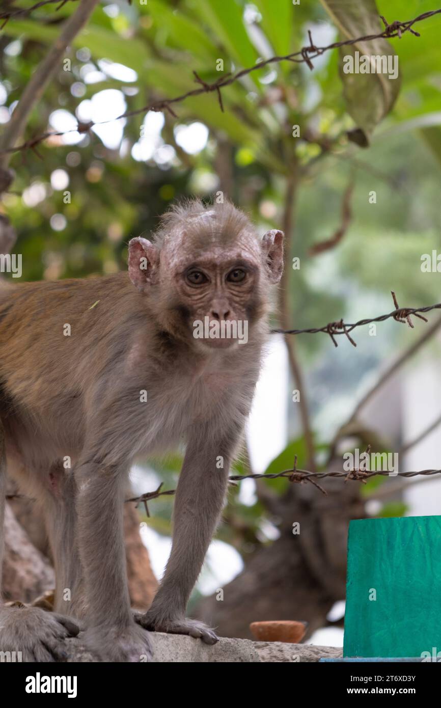 Sick looking monkey hi-res stock photography and images - Alamy