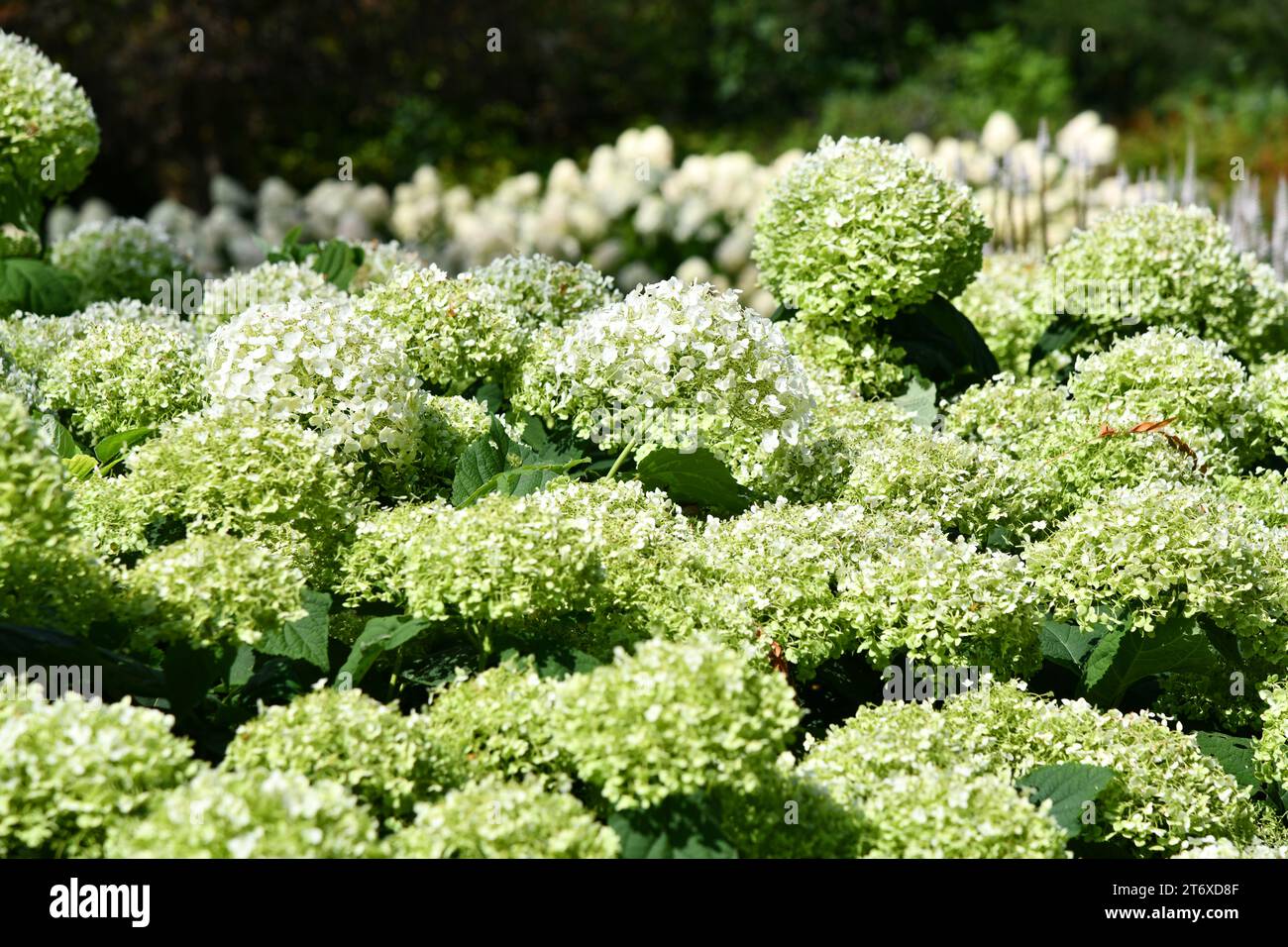 Hydrangeas by a path hi-res stock photography and images - Alamy