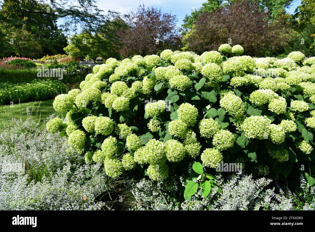 White hydrangeas in a vase hi-res stock photography and images - Alamy