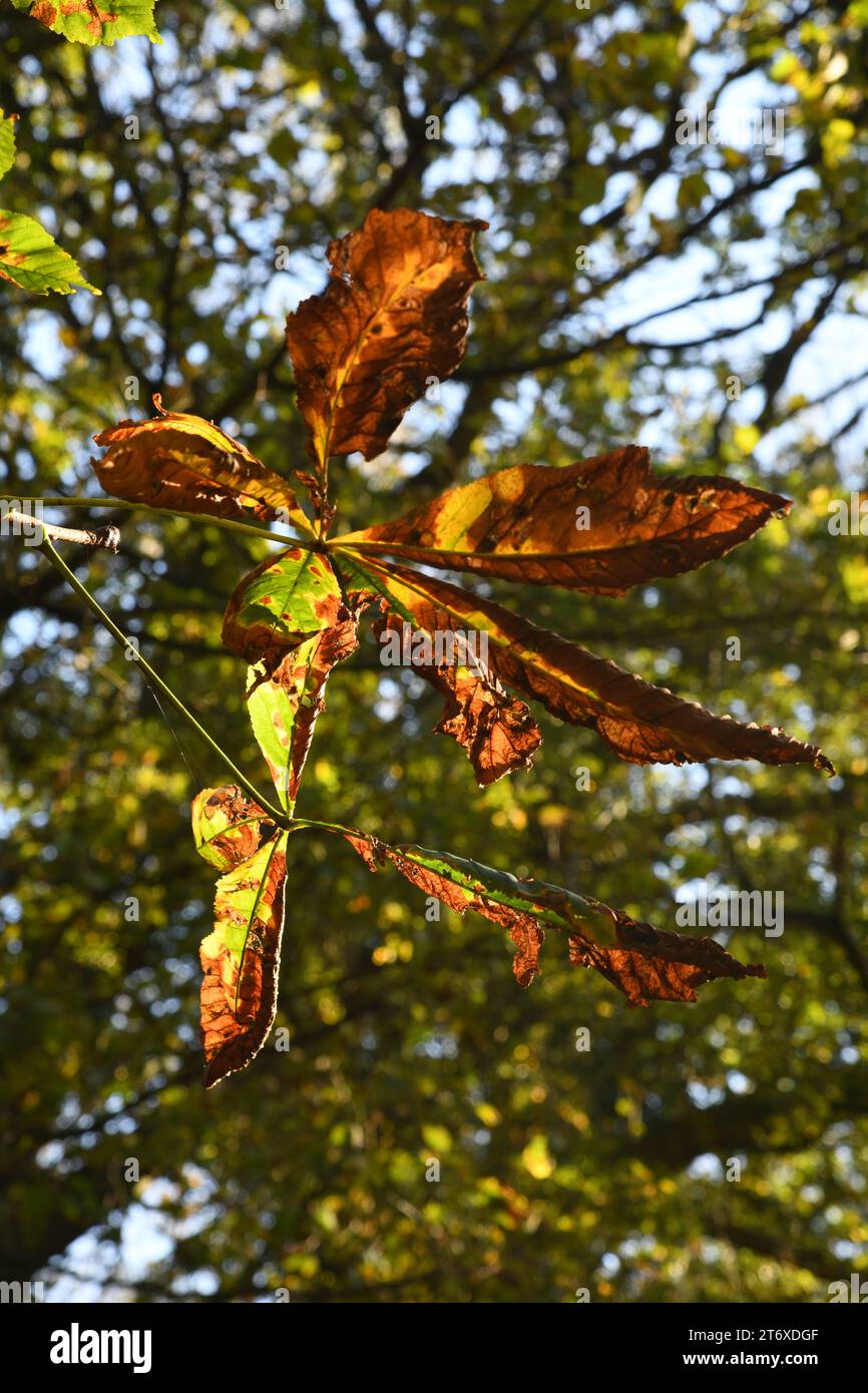 Chestnuts growing trees hi-res stock photography and images - Alamy