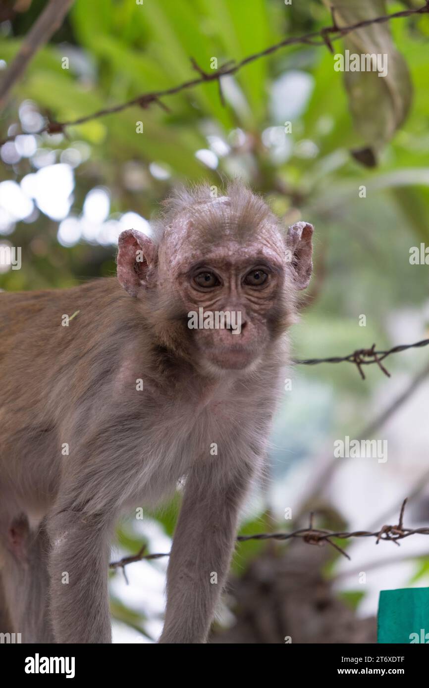 Sick looking monkey hi-res stock photography and images - Alamy