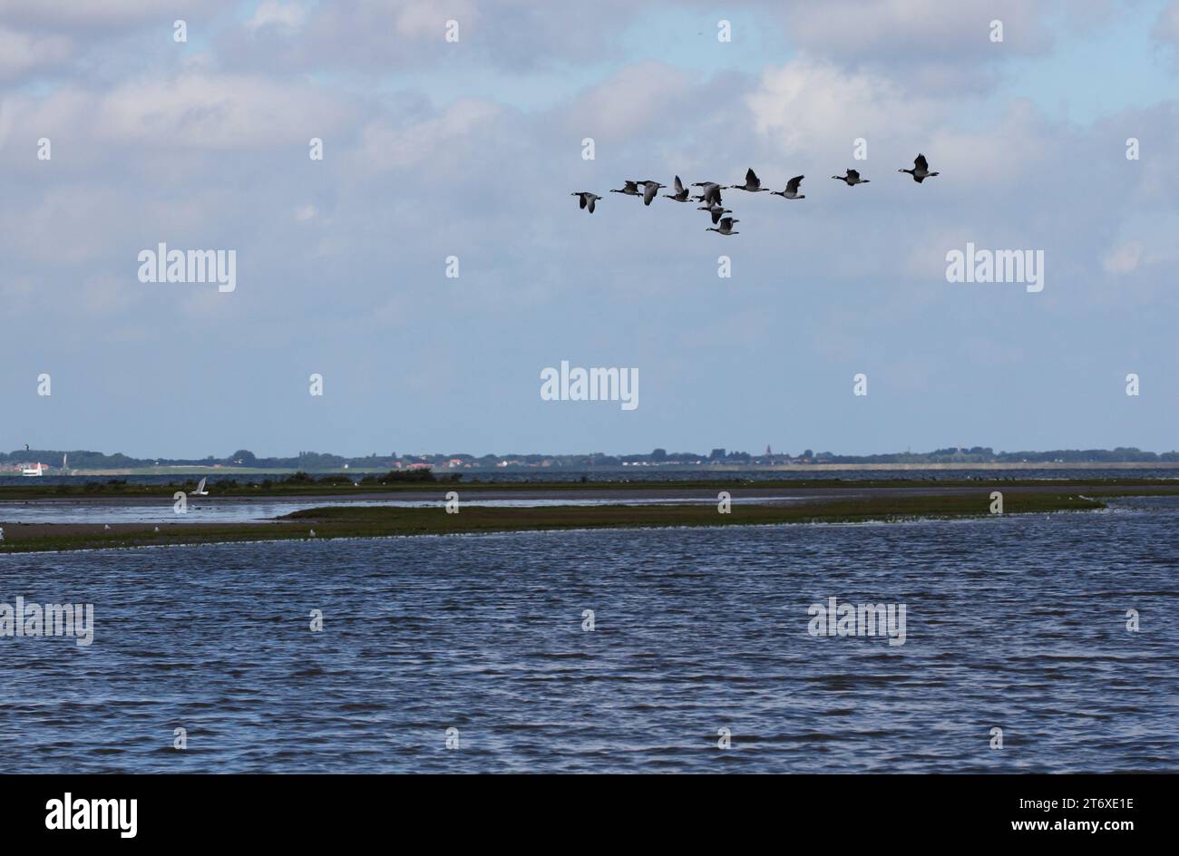 A swarm of wild geese at the fly over a water surface Stock Photo - Alamy