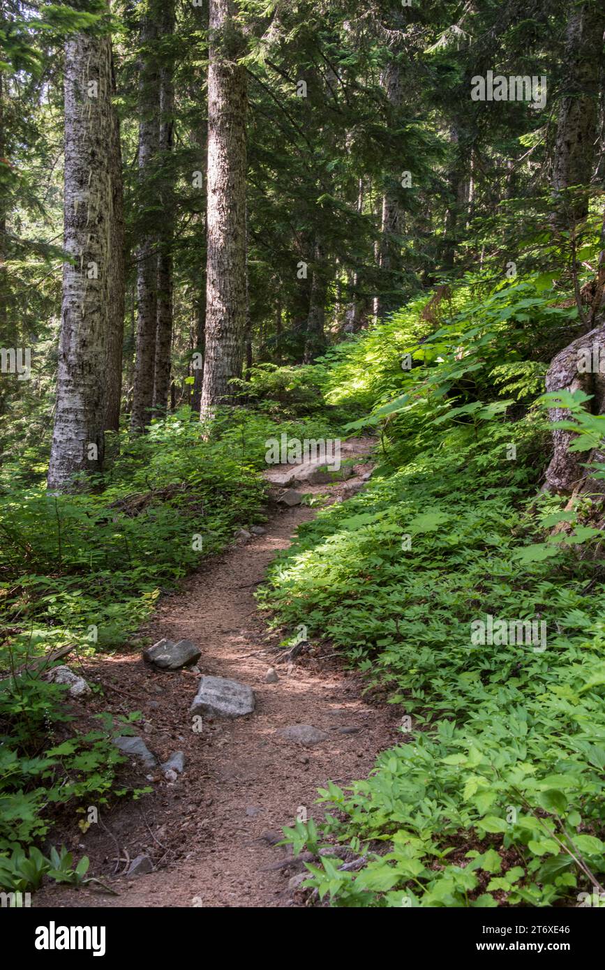 Scenic forested landscape on trail to Cascade Pass, North Cascades ...