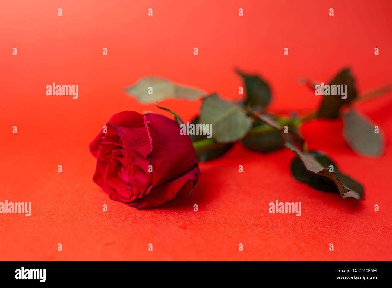 the flower is a red rose with thorns lying on a red background Stock ...