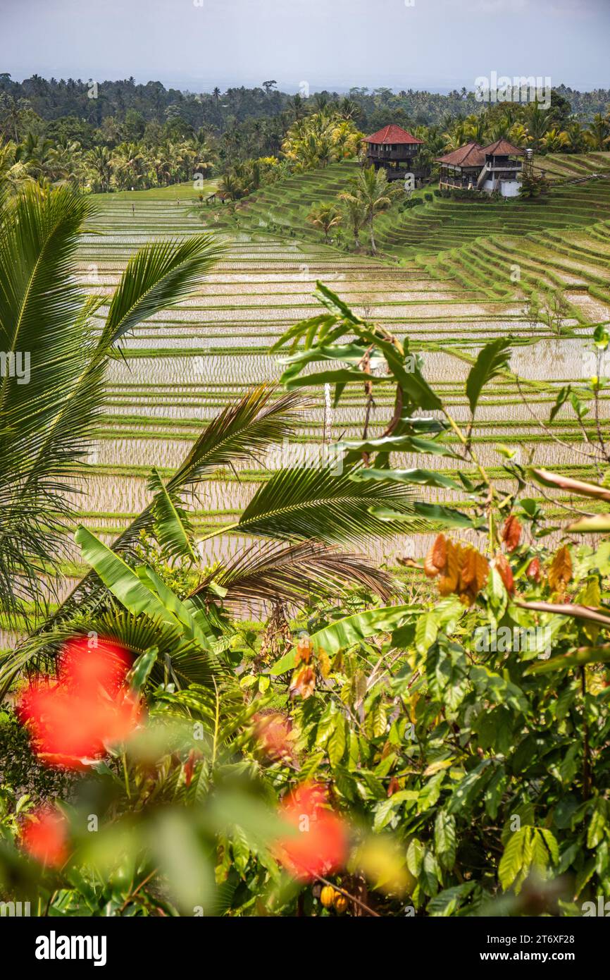 Rice terrace view in Blimbing and Pupuan. Beautiful rolling fields in ...