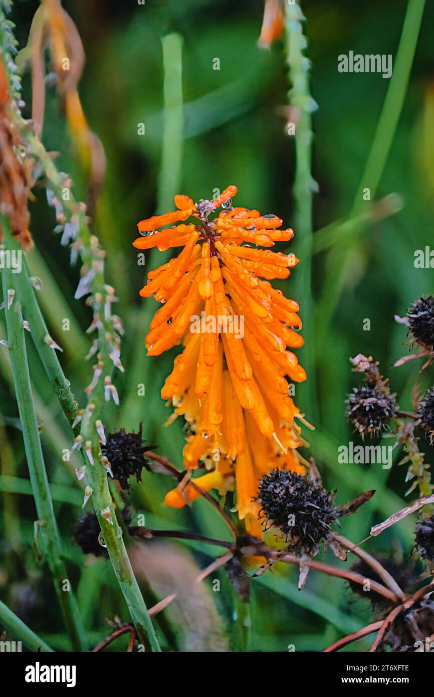 Explore the hidden gems of Seattle's floral kingdom, where this vivid ...
