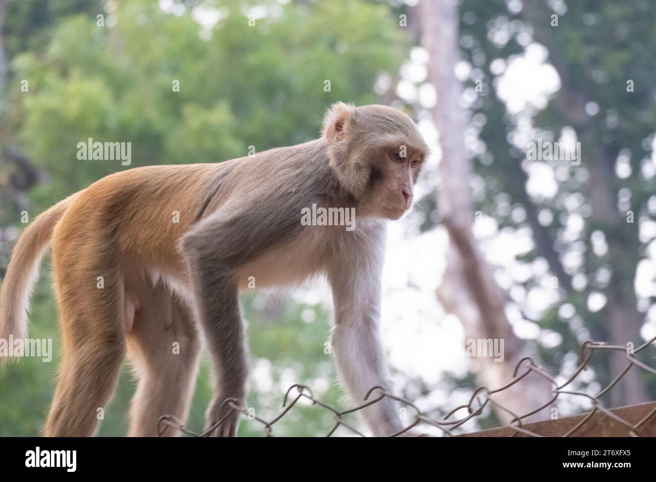 Portrait of a monkey/monkeys Stock Photo - Alamy