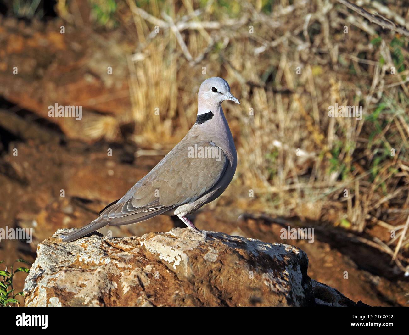 ring-necked dove (Streptopelia capicola) strutting on rocky ground in ...