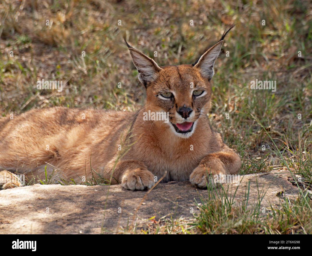 adult caracal, (Caracal caracal) with characteristic ear tufts resting ...