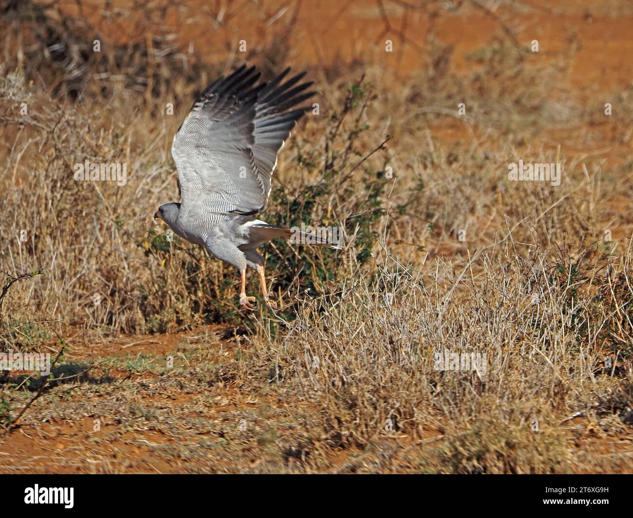 hunting eastern chanting goshawk, or pale chanting goshawk (Melierax ...