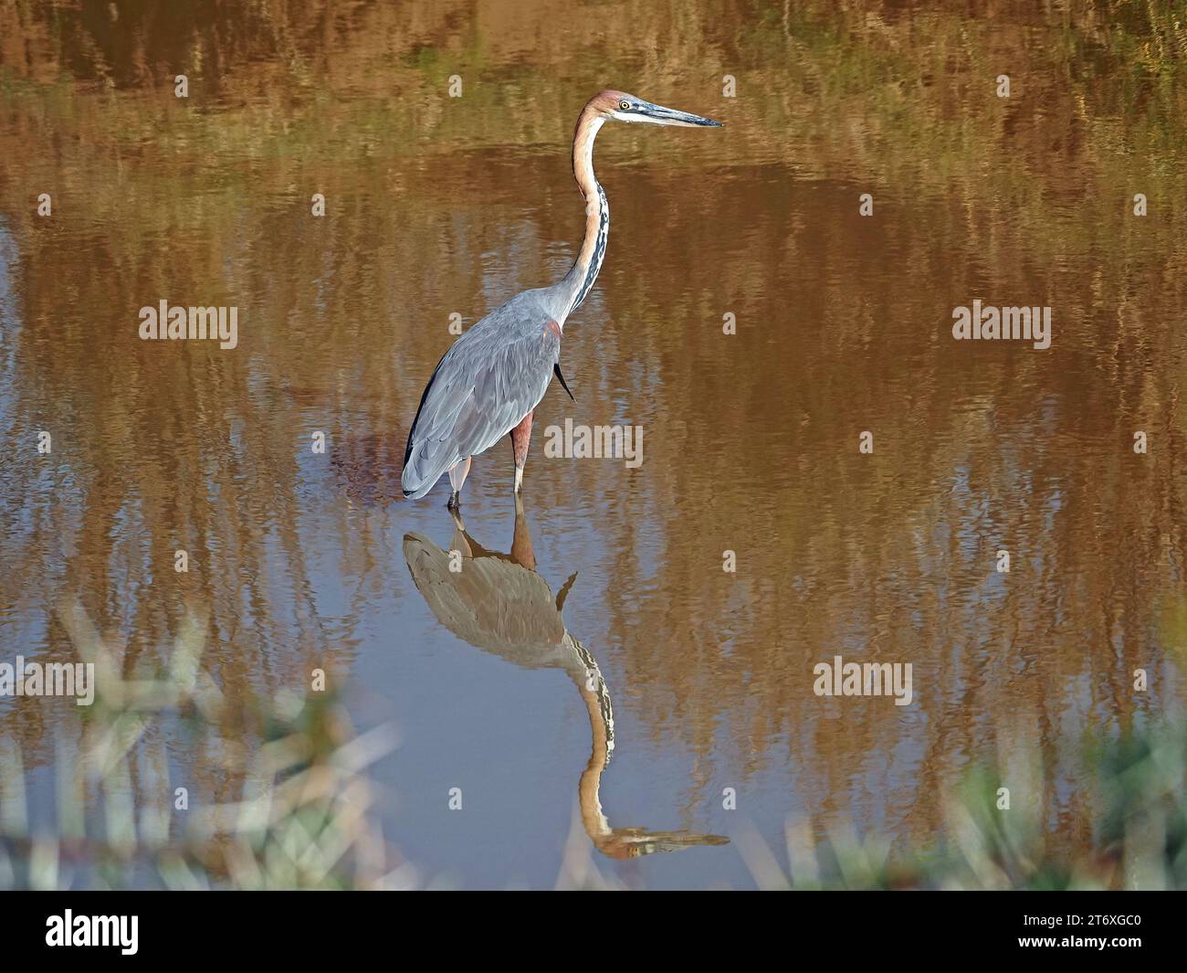 Goliath heron (Ardea goliath) the world's biggest heron reflected in ...