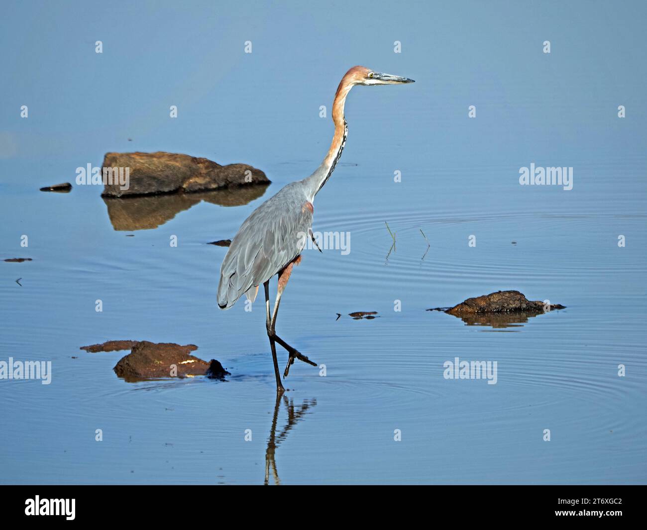 Goliath heron (Ardea goliath) the world's biggest heron fishing in the ...