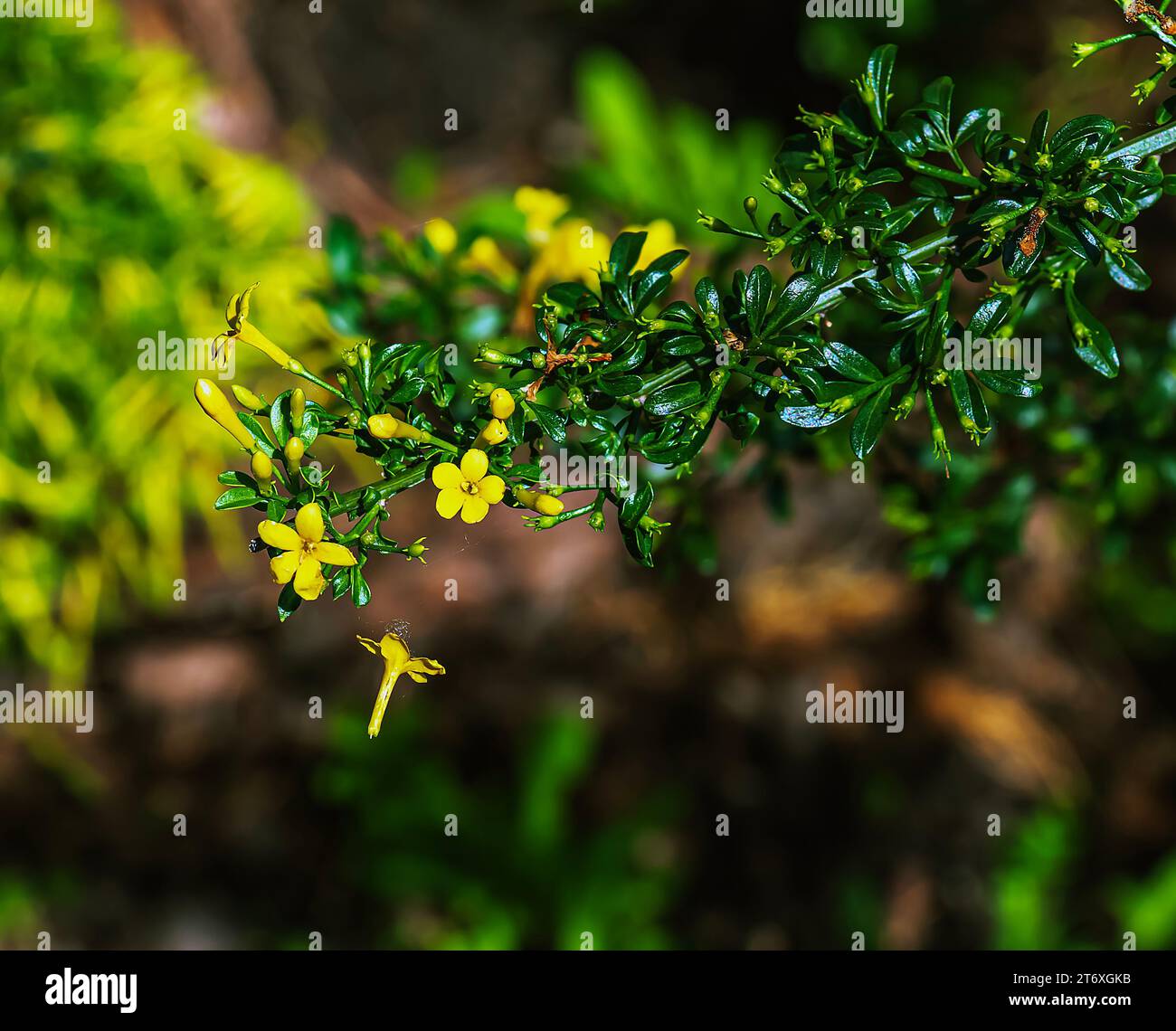 Jasminum fruticans, Wild Jasmine. Wild plant shot in spring Stock Photo ...