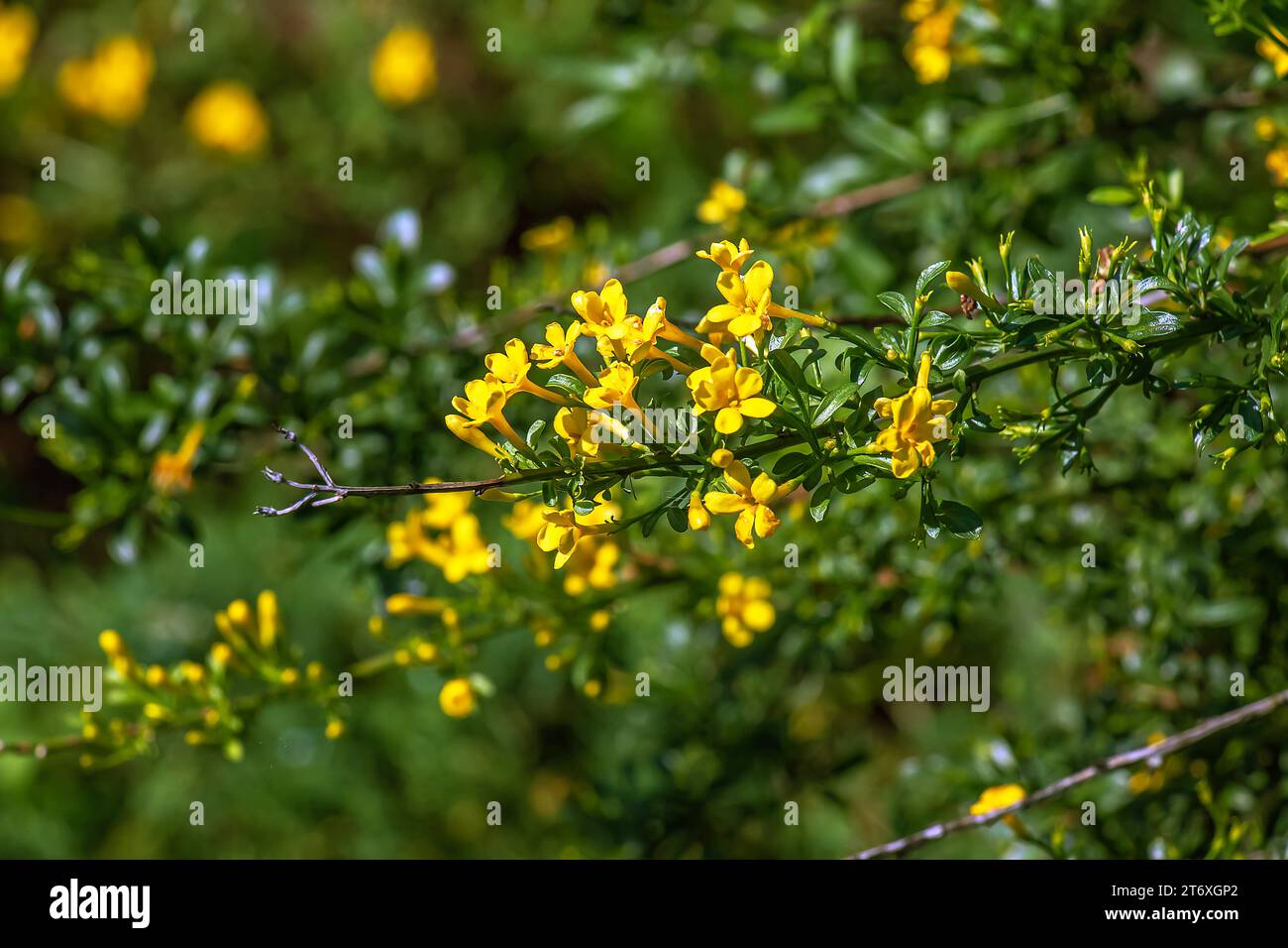 Jasminum fruticans, Wild Jasmine. Wild plant shot in spring Stock Photo ...