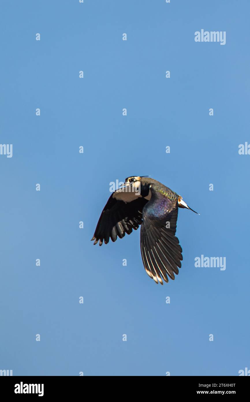 Northern Lapwing, Vanellus vanellus, birds in flight over marshes at ...