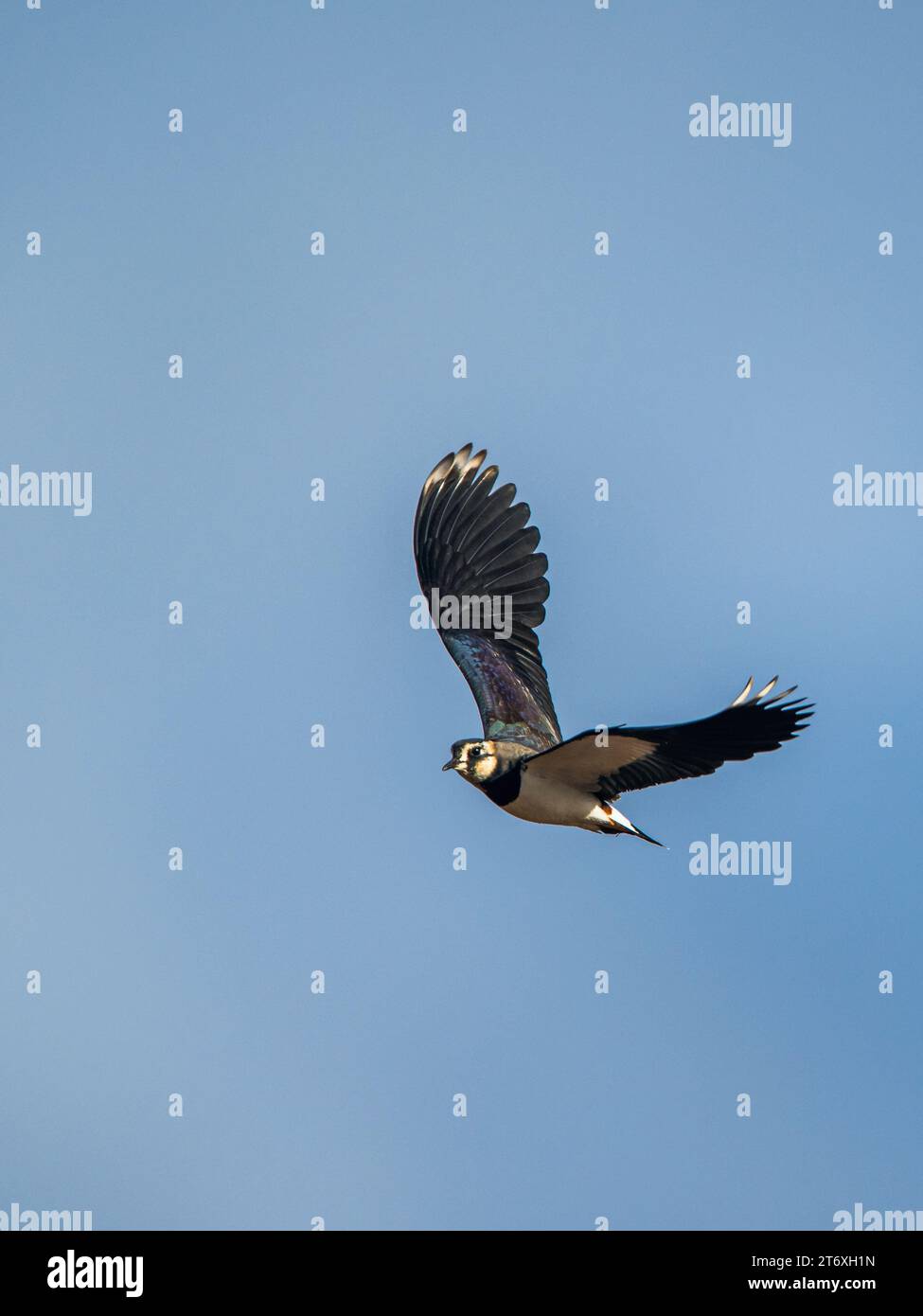 Northern Lapwing, Vanellus vanellus, birds in flight over marshes at ...