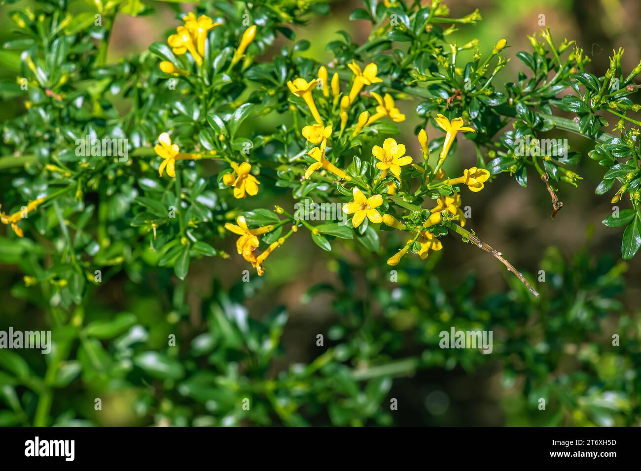Jasminum fruticans, Wild Jasmine. Wild plant shot in spring Stock Photo ...