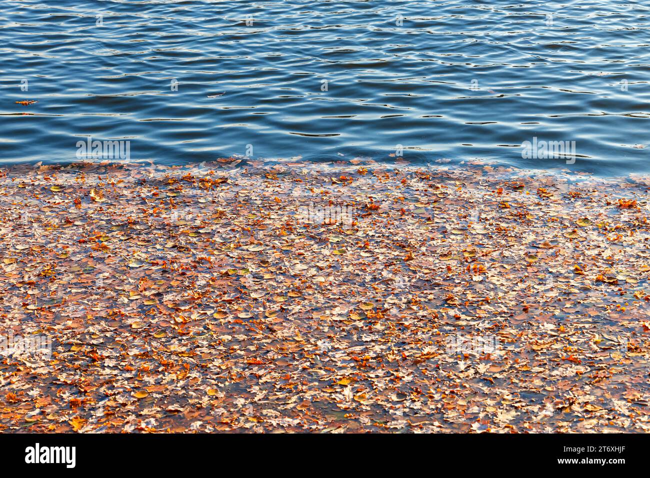 various autumn leaves on the water surface. autumn leaves on the water ...