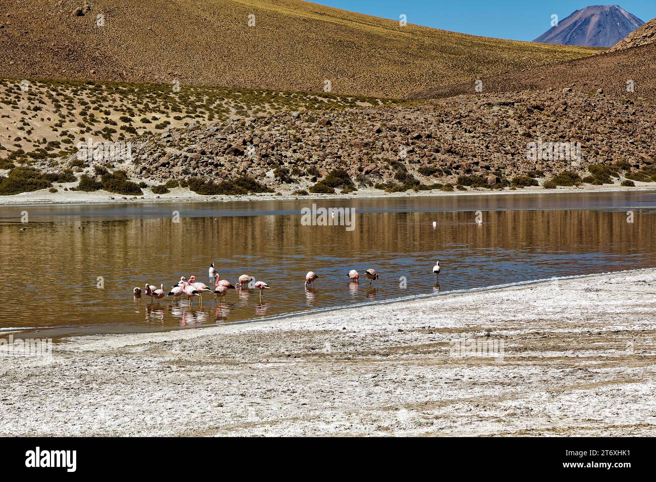 Flamingo, typical bird of the Atacama Desert - San Pedro de Atacama ...