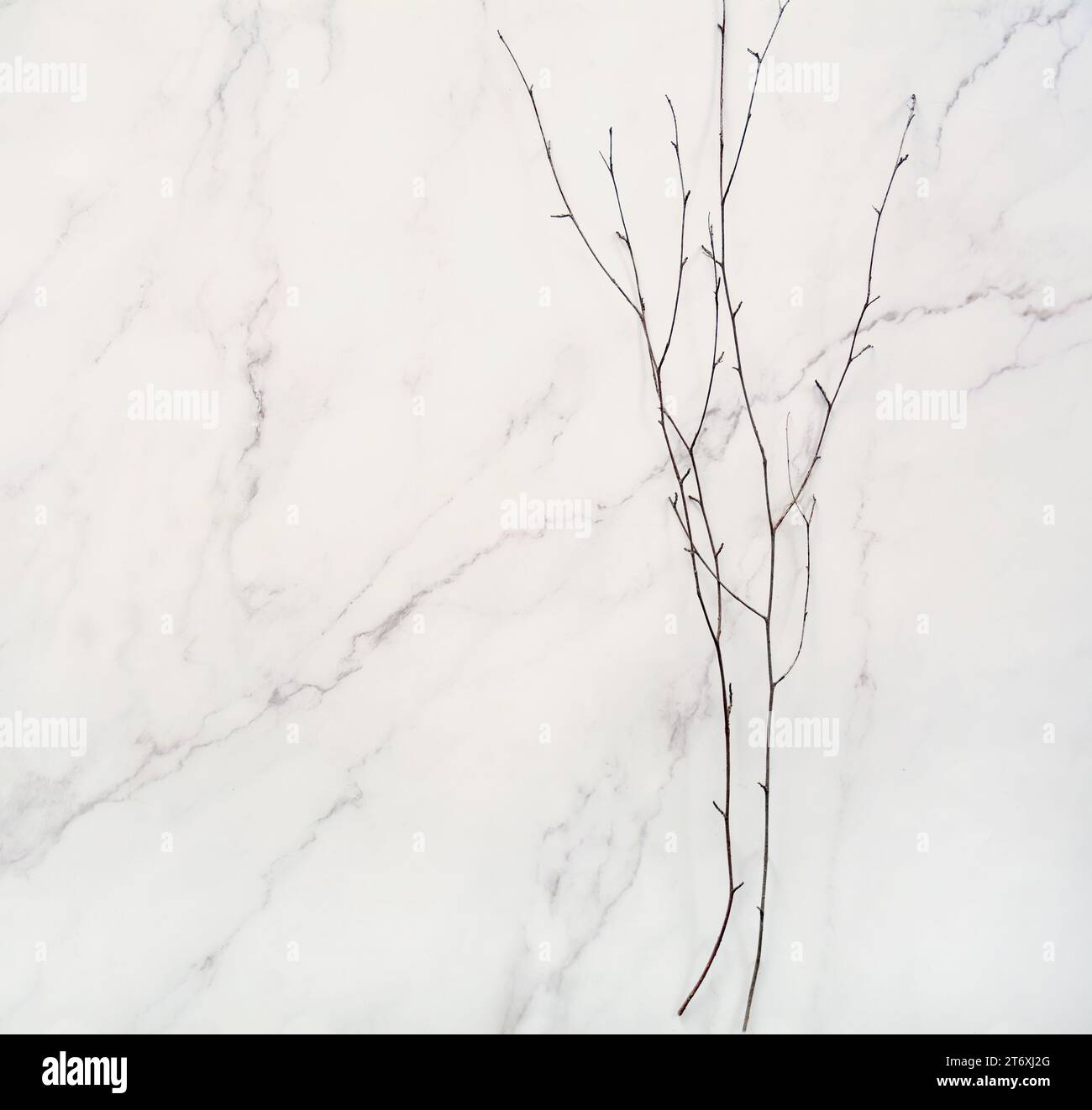 Slender btanches on marble background in flat lay composition with room ...