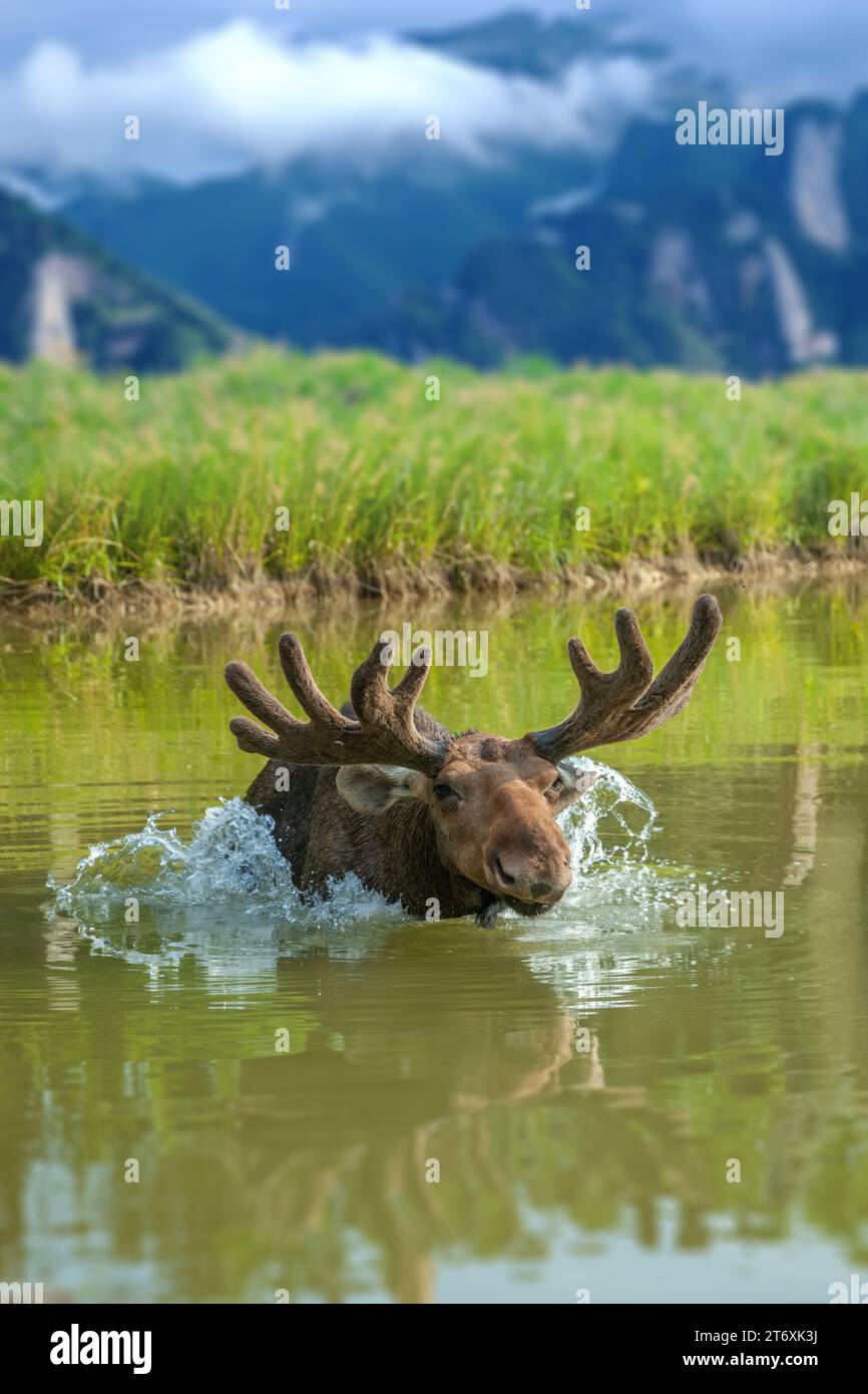 Moose swimming in lake with big horns on mountain background. Wildlife scene from nature Stock ...