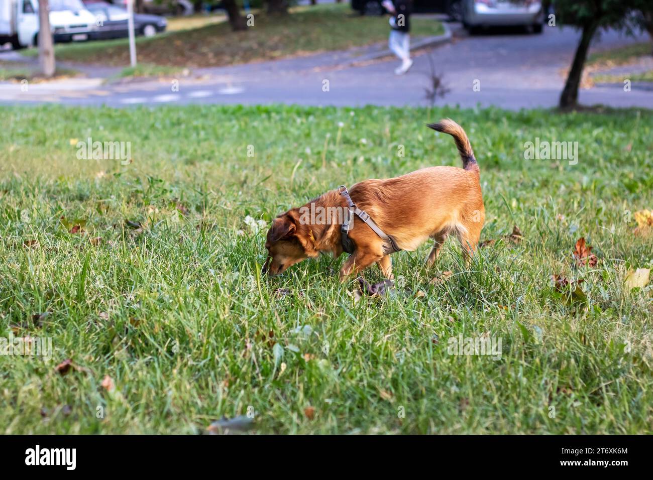 Ginger dog sniffing the ground close up portrait Stock Photo - Alamy