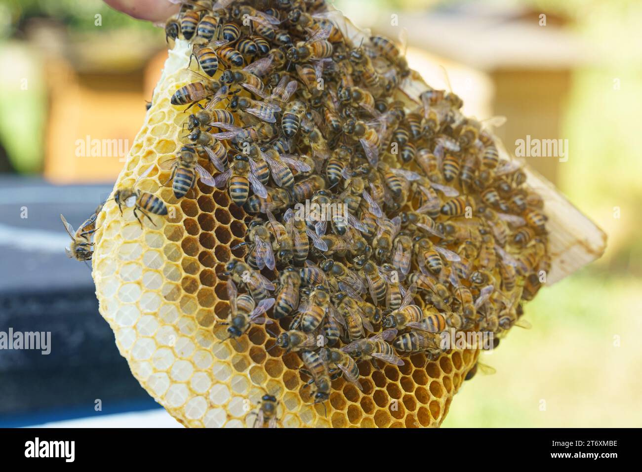 A beekeeper looks at a nesting frame made of a nucleus - a special hive ...